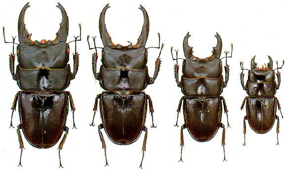 Lucanidae - alive insects online picture gallery